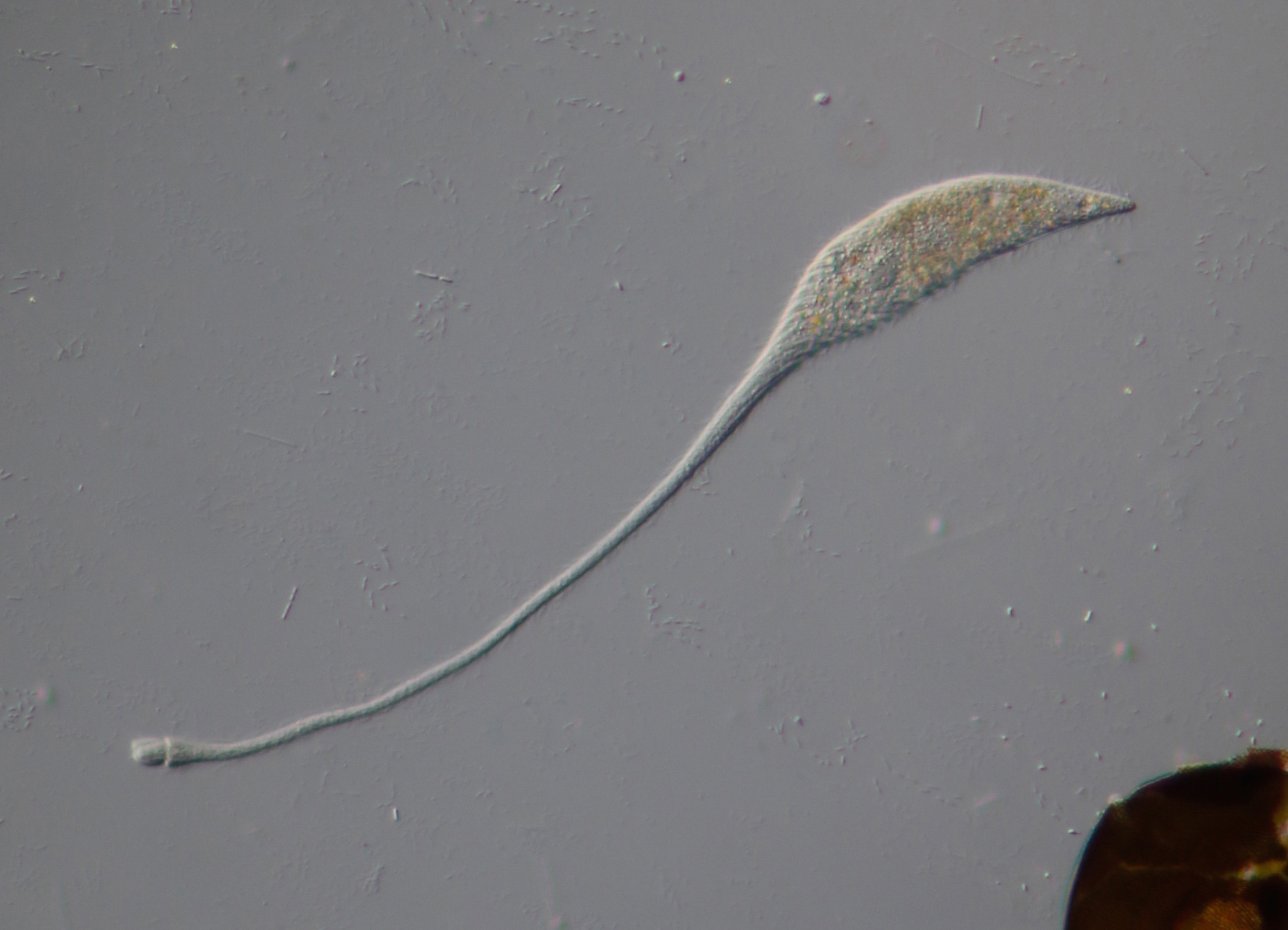 Origami Loch Ness Monster Pattern Is Lunula Mini Loch Ness Monster By