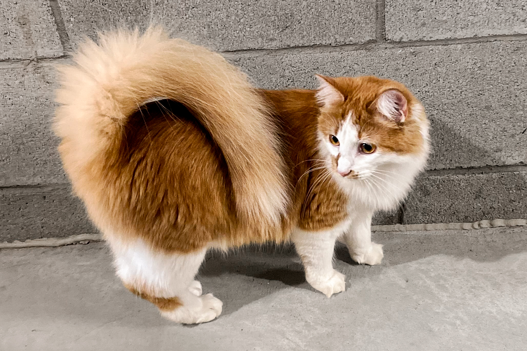 Dog Cat Tail What Does It Mean When My Cat Wags Its Tail?