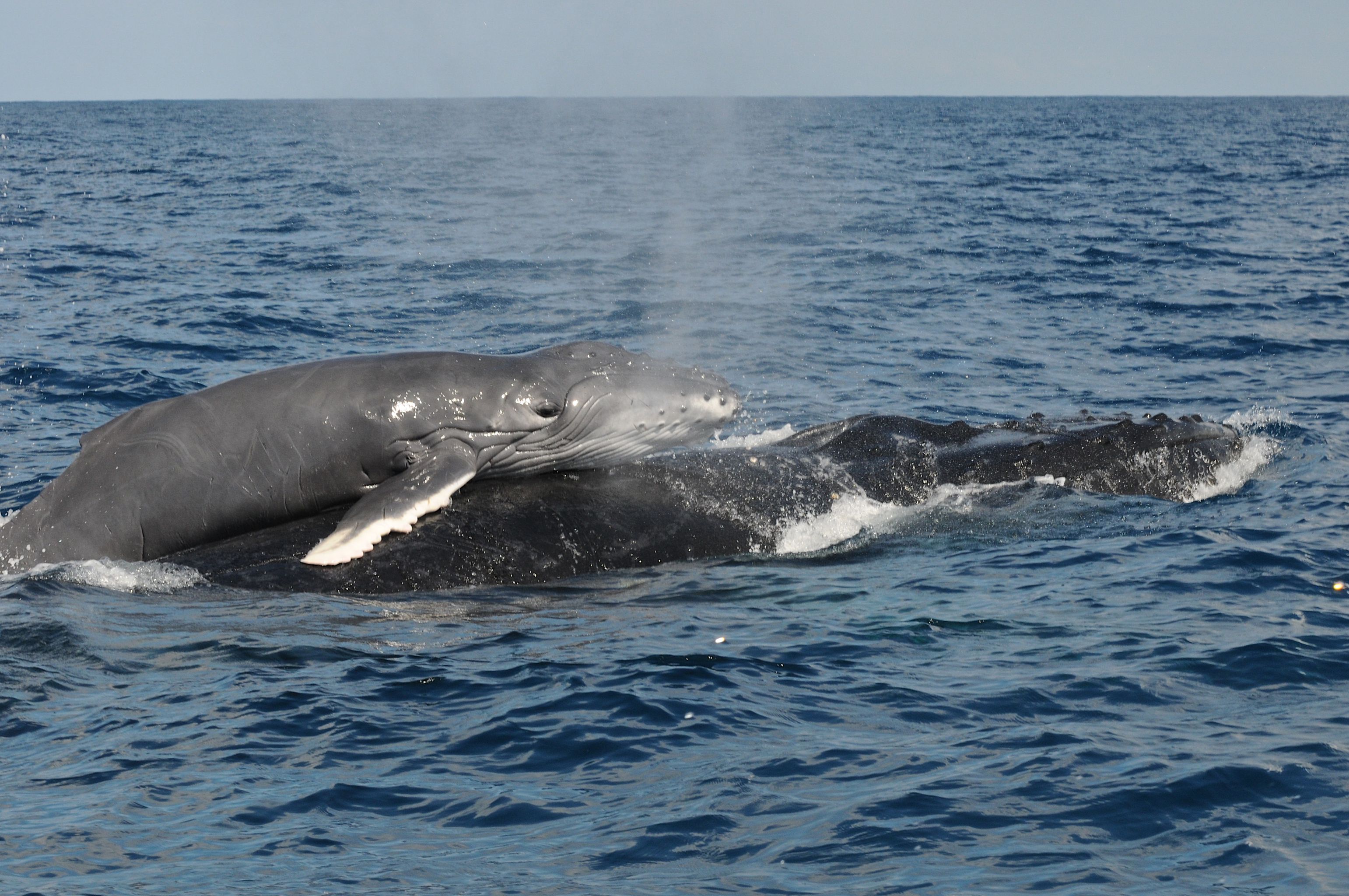 Mother And Baby Humpback Whale Answers To All Your Baby Whale